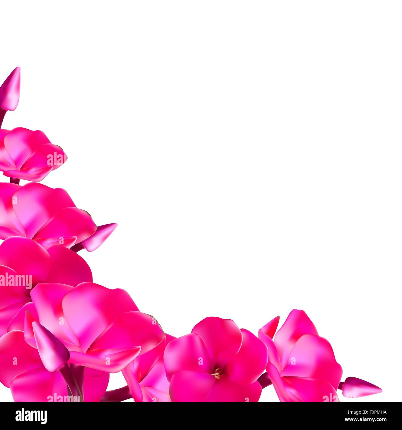 Pink Phlox Flowers Vector Illustration Stock Vector Image & Art - Alamy