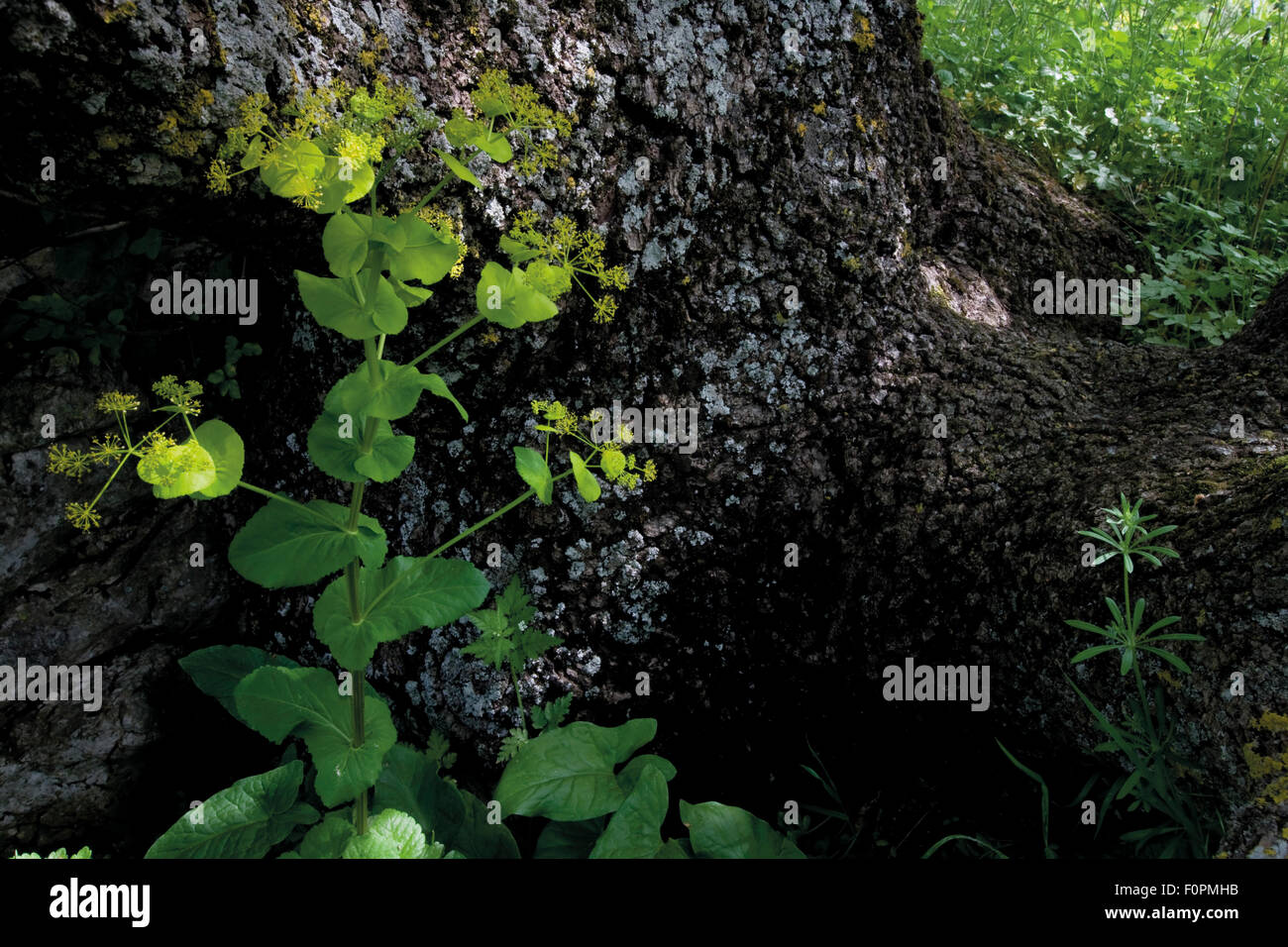 Perfoliate alexanders (Smyrnium perfoliatum) in flower at the base of a ...