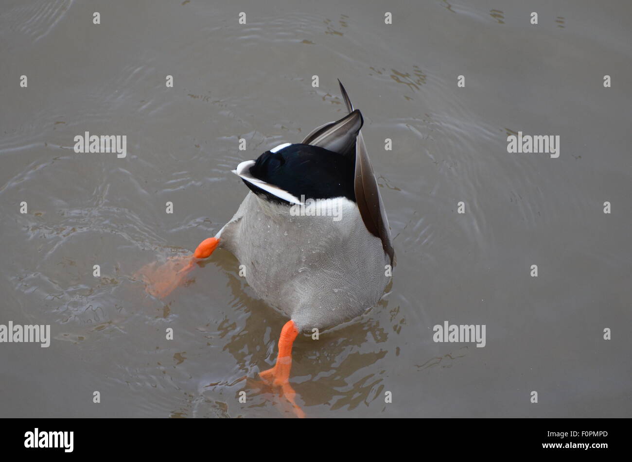 Tail gone hi-res stock photography and images - Alamy