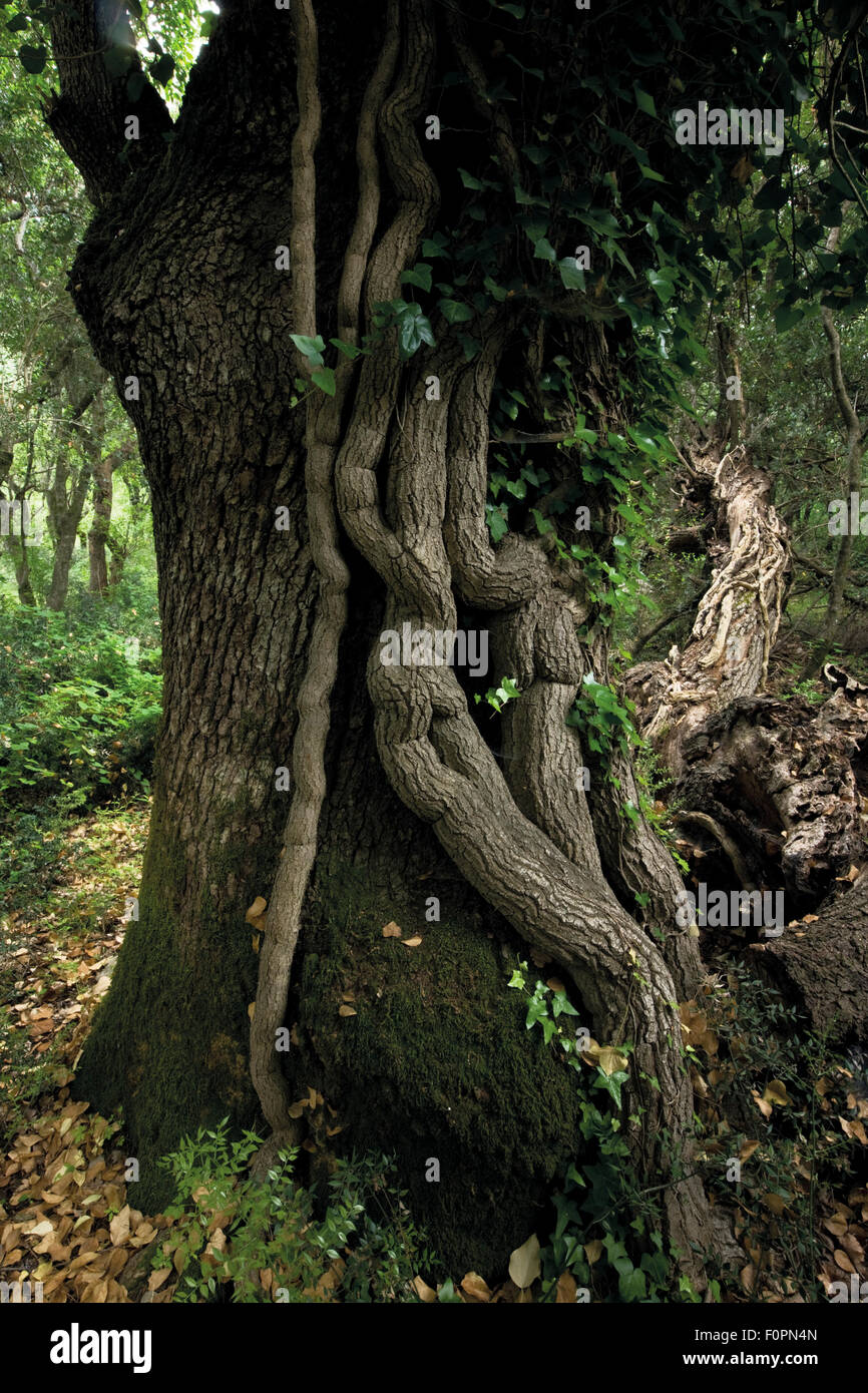 Pedunculate oak (Quercus robur) trunk with thick stems of Common ivy ...