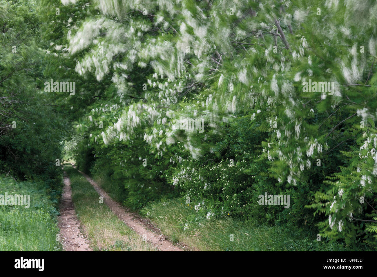Secondary road on the Livanjsko Polje, with Black locust tree (Robinia ...