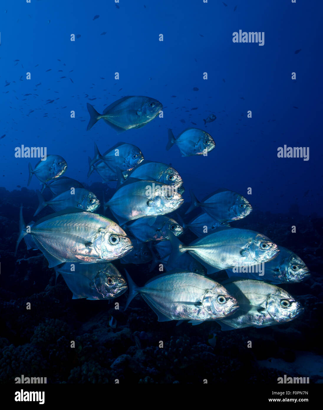 BIG SCHOOL OF JACKFISH SWIMMING ON CLEAR BLUE WATER Stock Photo - Alamy