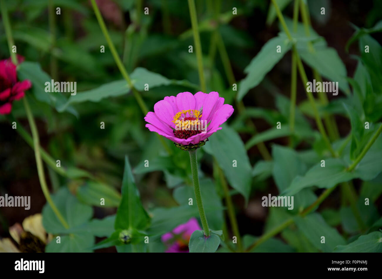 Zenia flower hi-res stock photography and images - Alamy