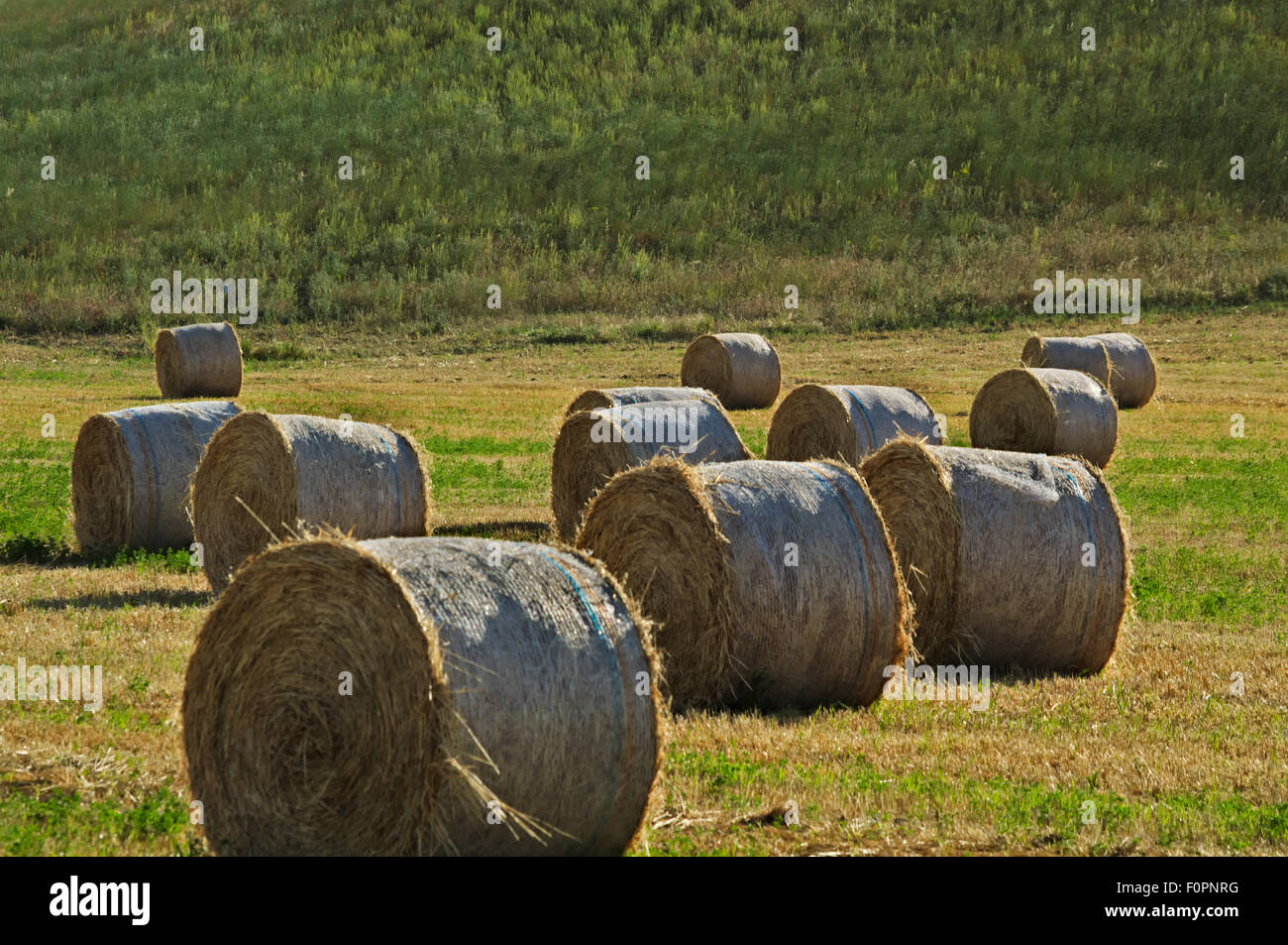 rolls of wheat on hills Stock Photo - Alamy