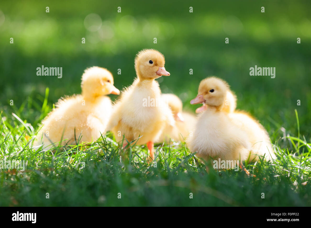 Little cute ducklings on green grass, image with shallow depth of field ...