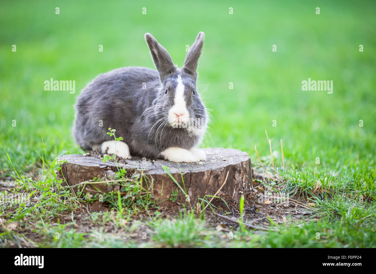 Pet rabbit on a tree stump Stock Photo - Alamy