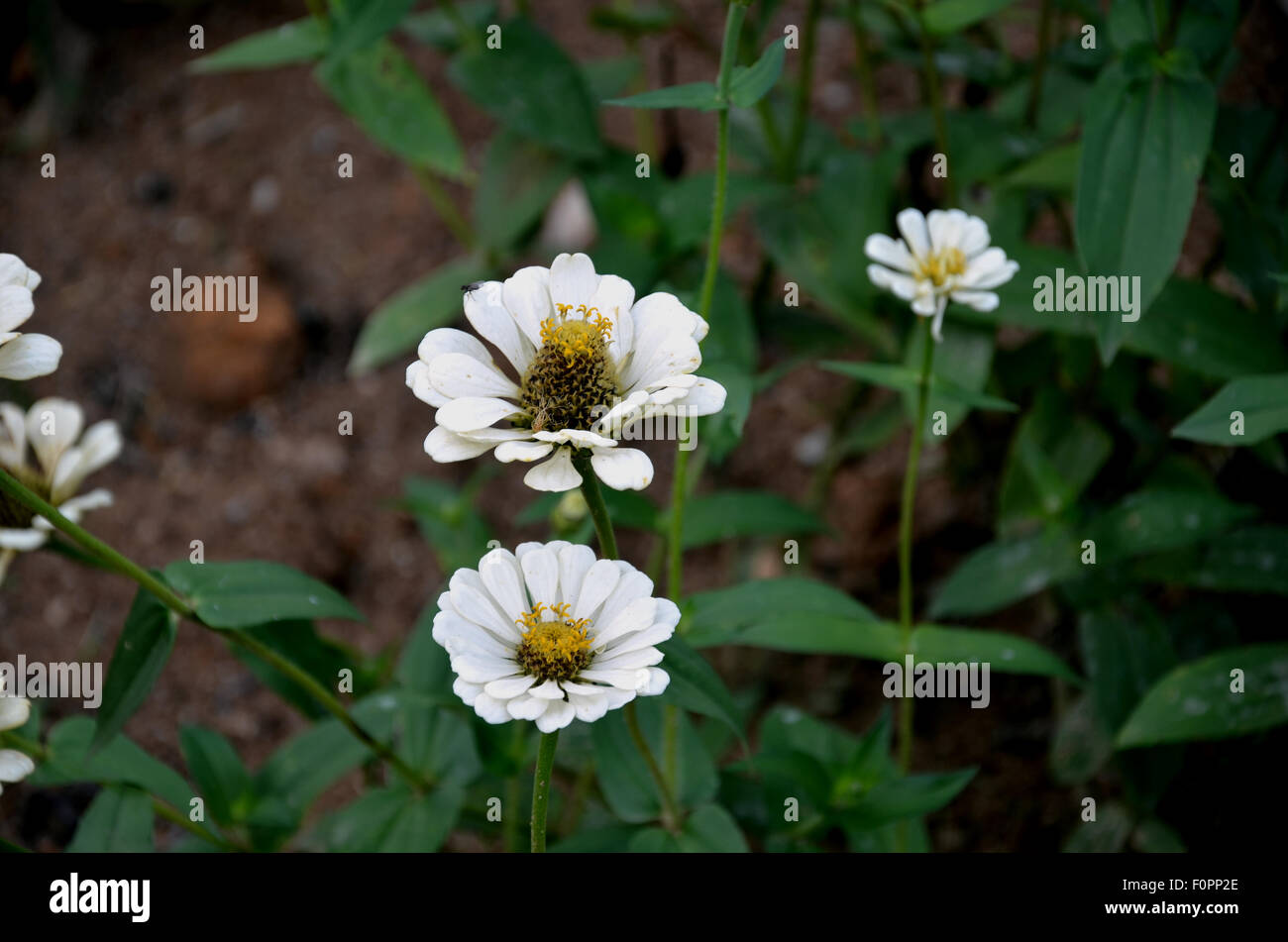 Zenia flower hi-res stock photography and images - Alamy