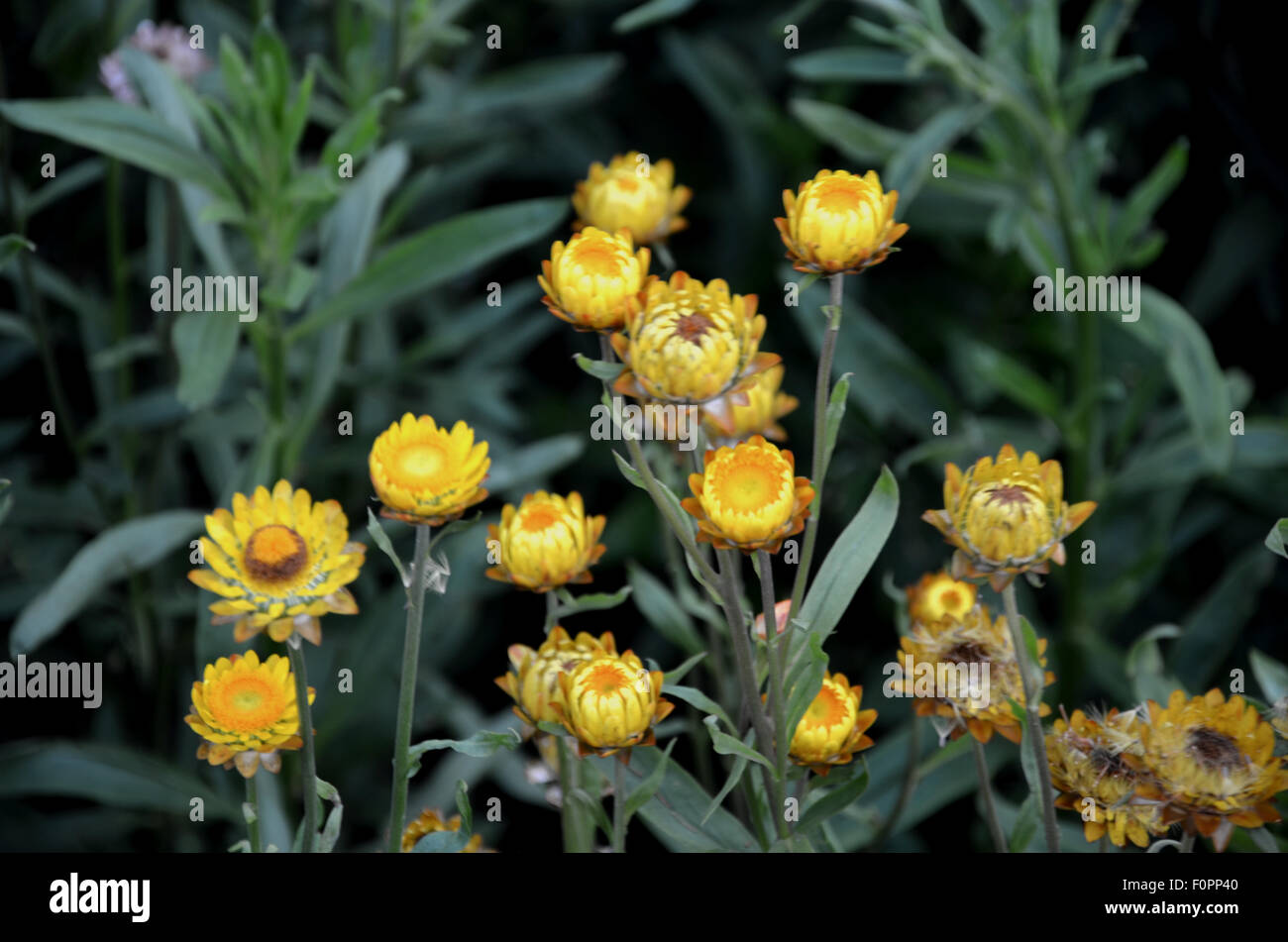 Zenia flowers hi-res stock photography and images - Alamy