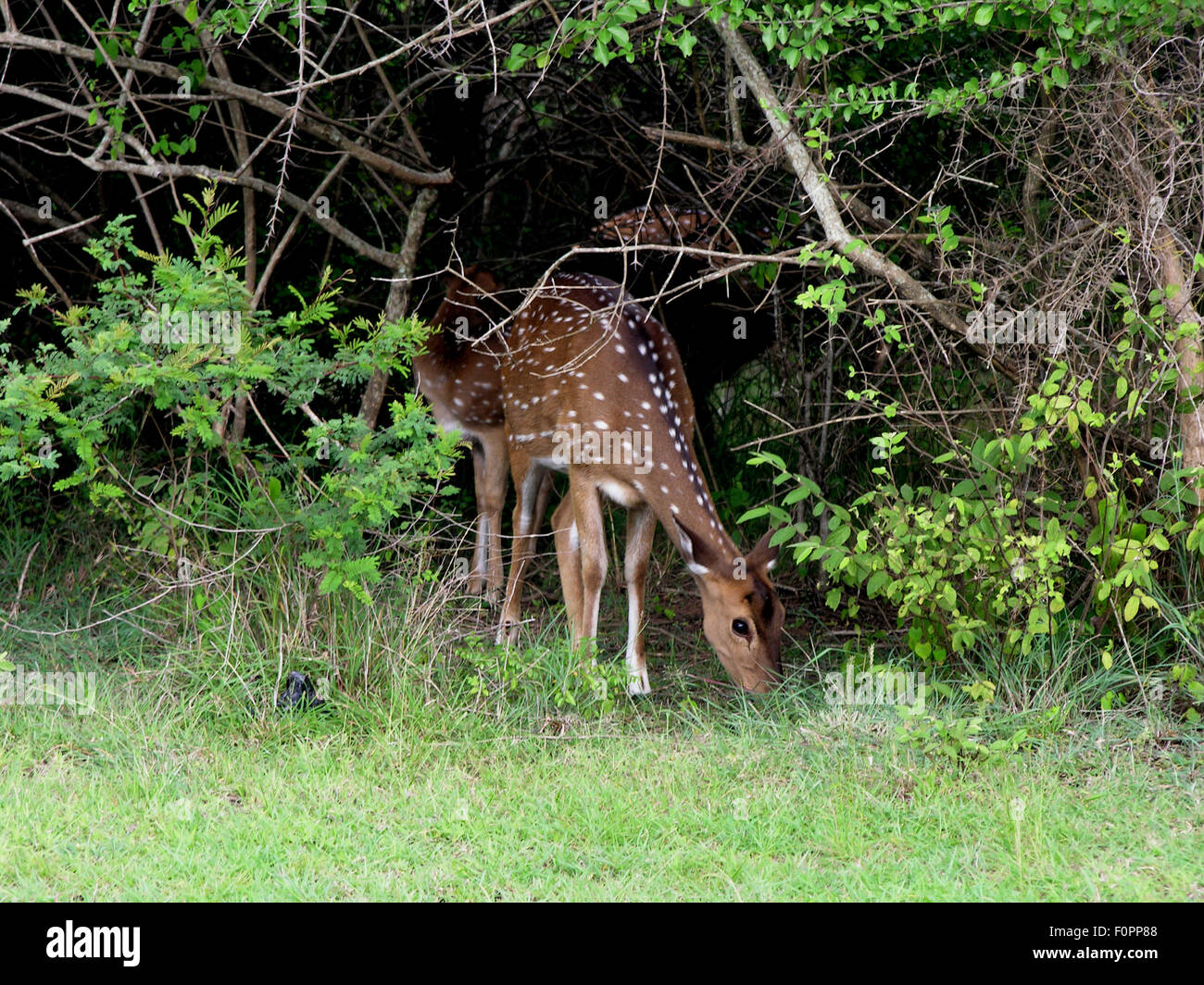 Spotted fallow deers Stock Photo - Alamy