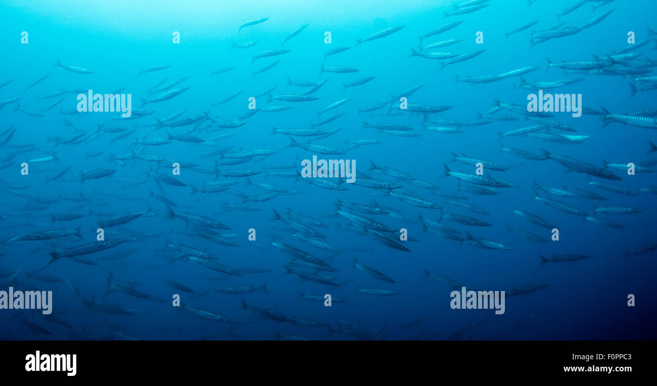 Shoal of Striped barracuda (Sphyraena viridensis) Pico, Azores ...