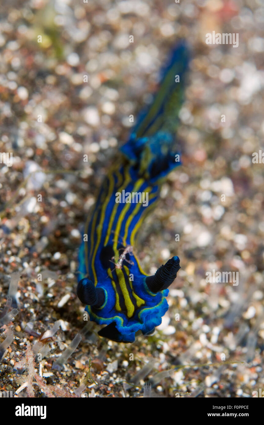 Caprellidae hi-res stock photography and images - Alamy