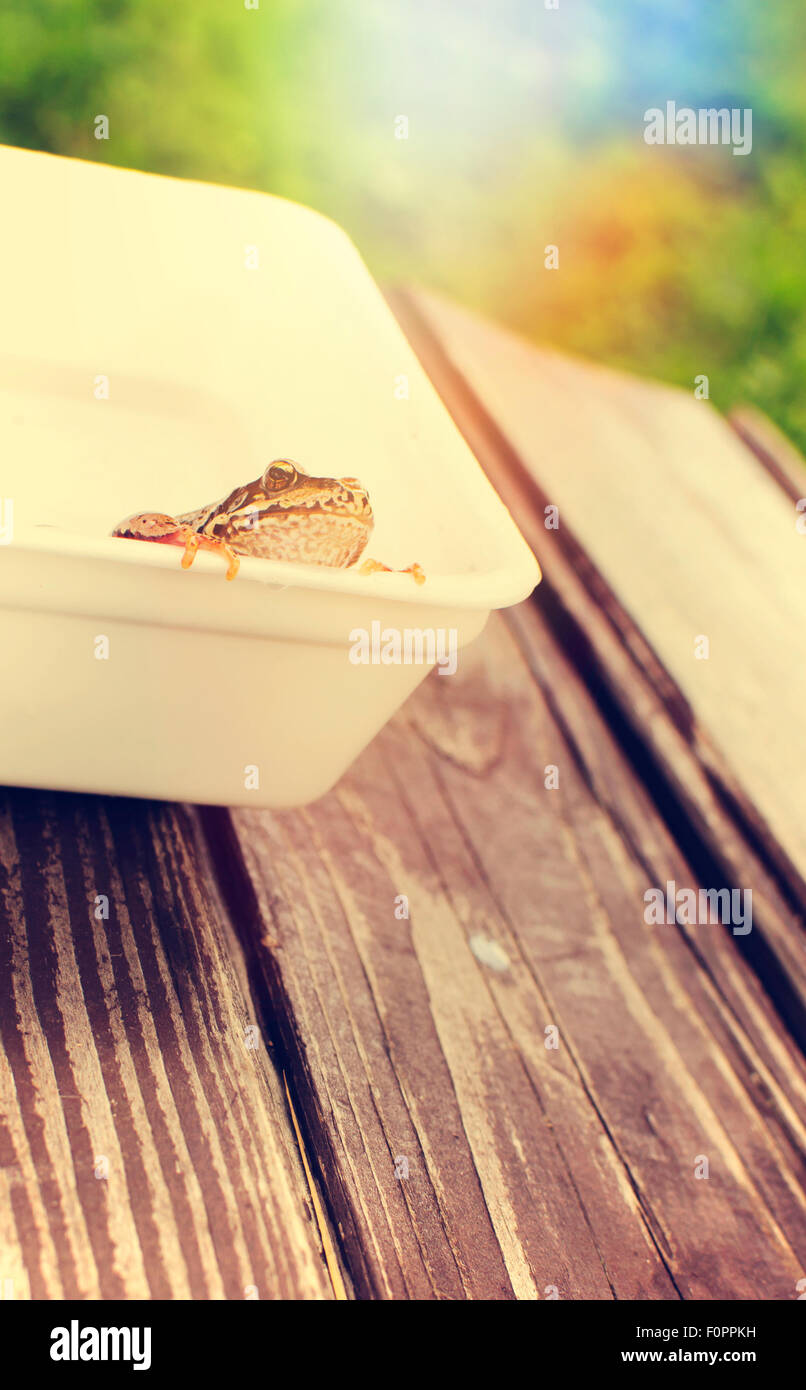 Frog sitting in the box Stock Photo - Alamy
