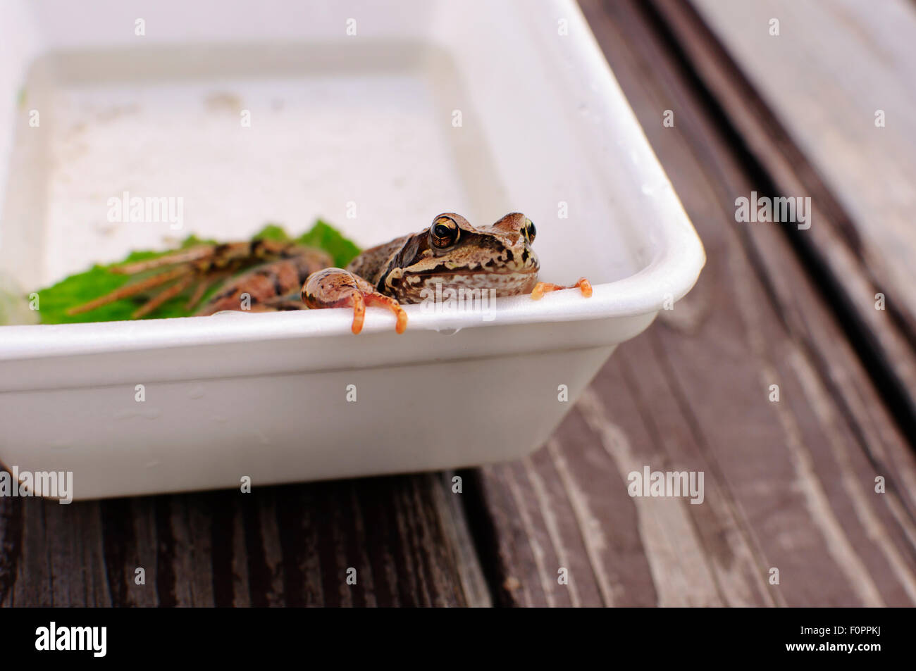 Frog sitting in the box Stock Photo - Alamy