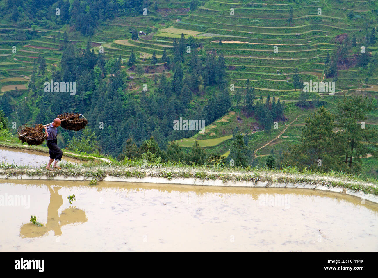 China rice paddy worker hi-res stock photography and images - Alamy