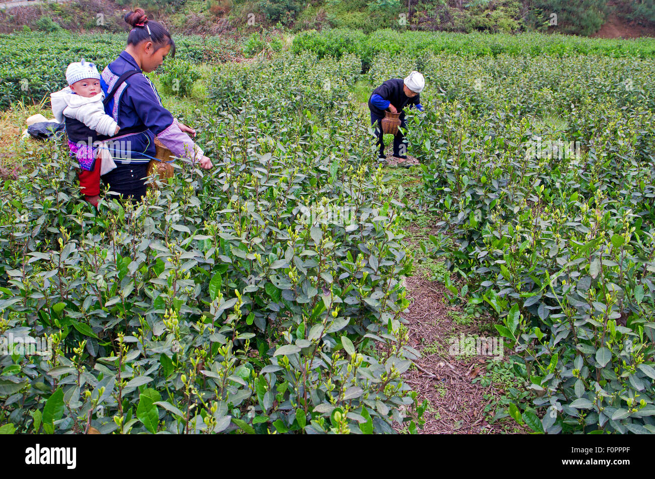 China tea field hi-res stock photography and images - Alamy