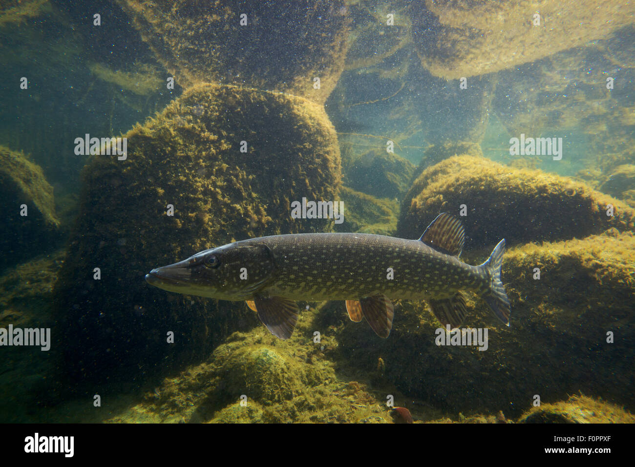 Pike profile hi-res stock photography and images - Alamy