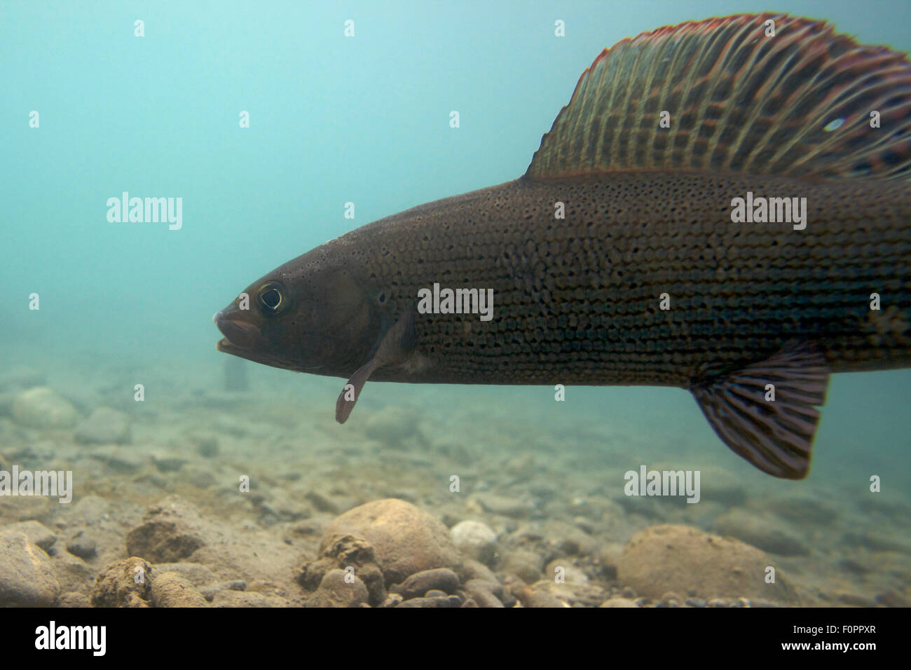 Male European grayling (Thymallus thymallus) on spawning ground, Lake ...