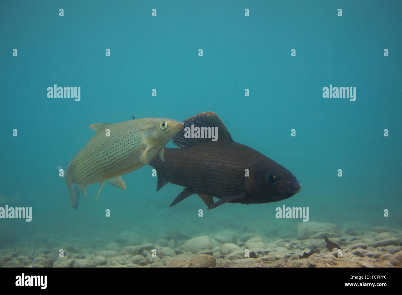 European grayling (Thymallus thymallus) pair on spawning ground, male ...