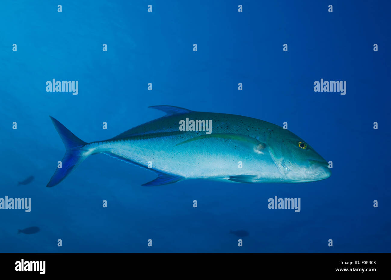 Jackfish underwater hi-res stock photography and images - Alamy