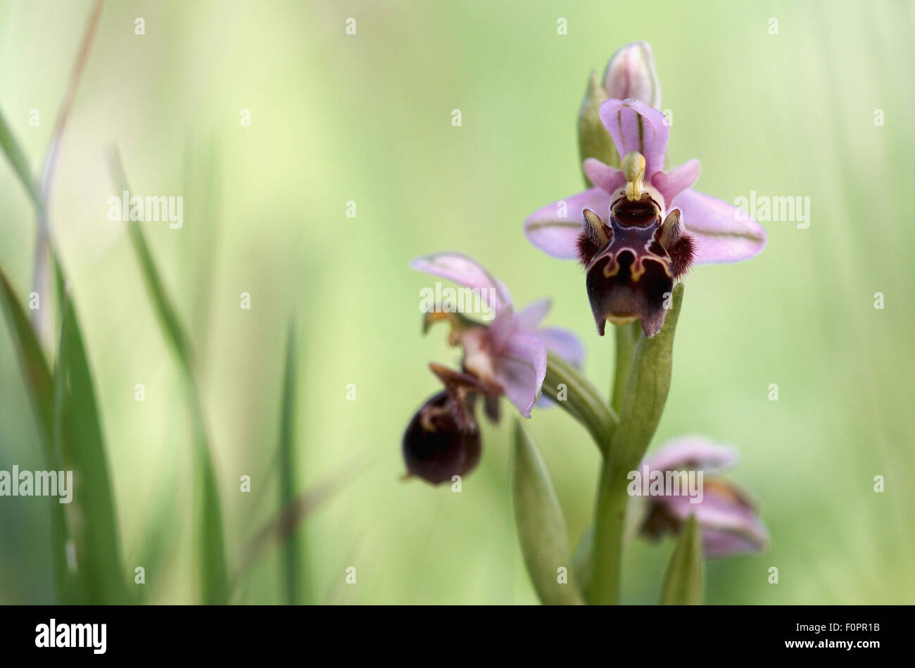 Ophrys genus hi-res stock photography and images - Alamy