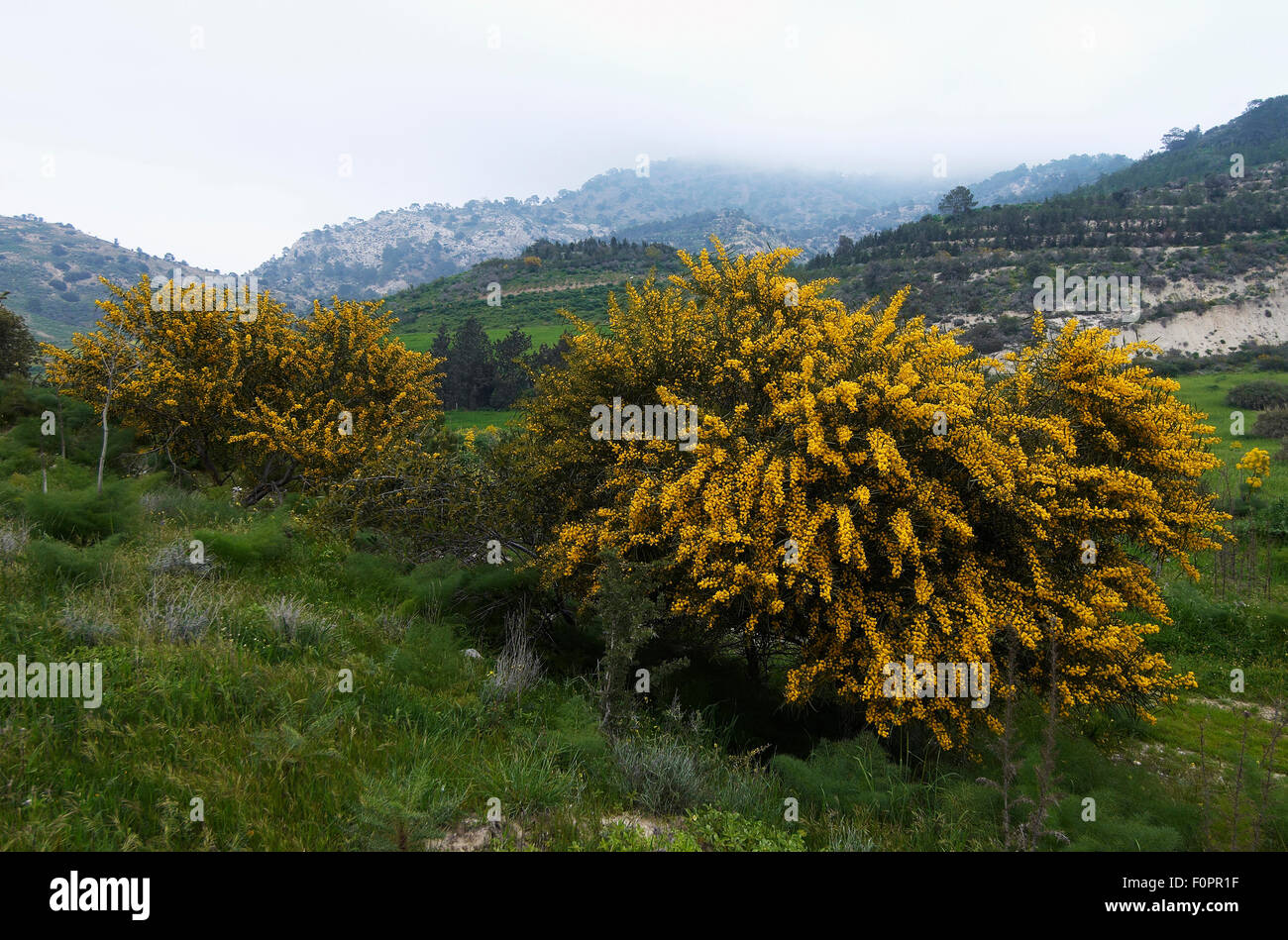 Acacia cyanophylla acacia cyanophylla hi-res stock photography and ...