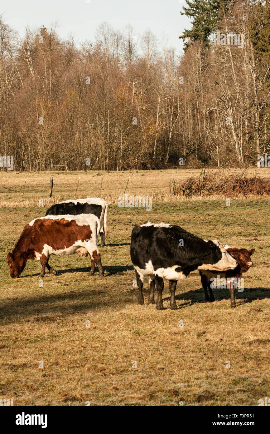 Pinzgauer beef cattle in a pasture in Issaquah, Washington, USA Stock ...