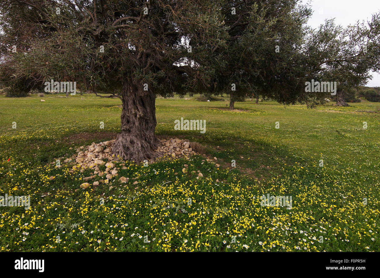 Olive tree (Olea europaea) in landscape covered in small flowers ...