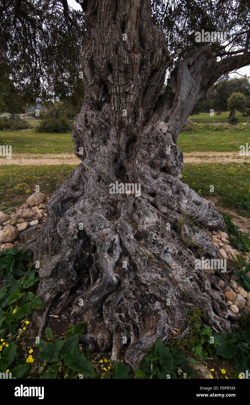 Trunk of an olive tree hi-res stock photography and images - Alamy