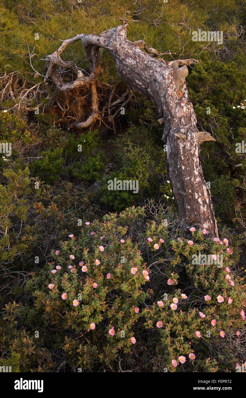 Cistus sp hi-res stock photography and images - Alamy