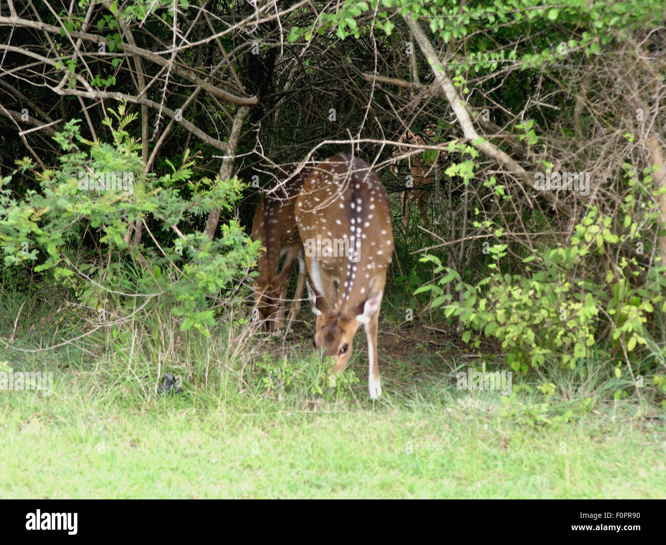 Spotted fallow hi-res stock photography and images - Alamy
