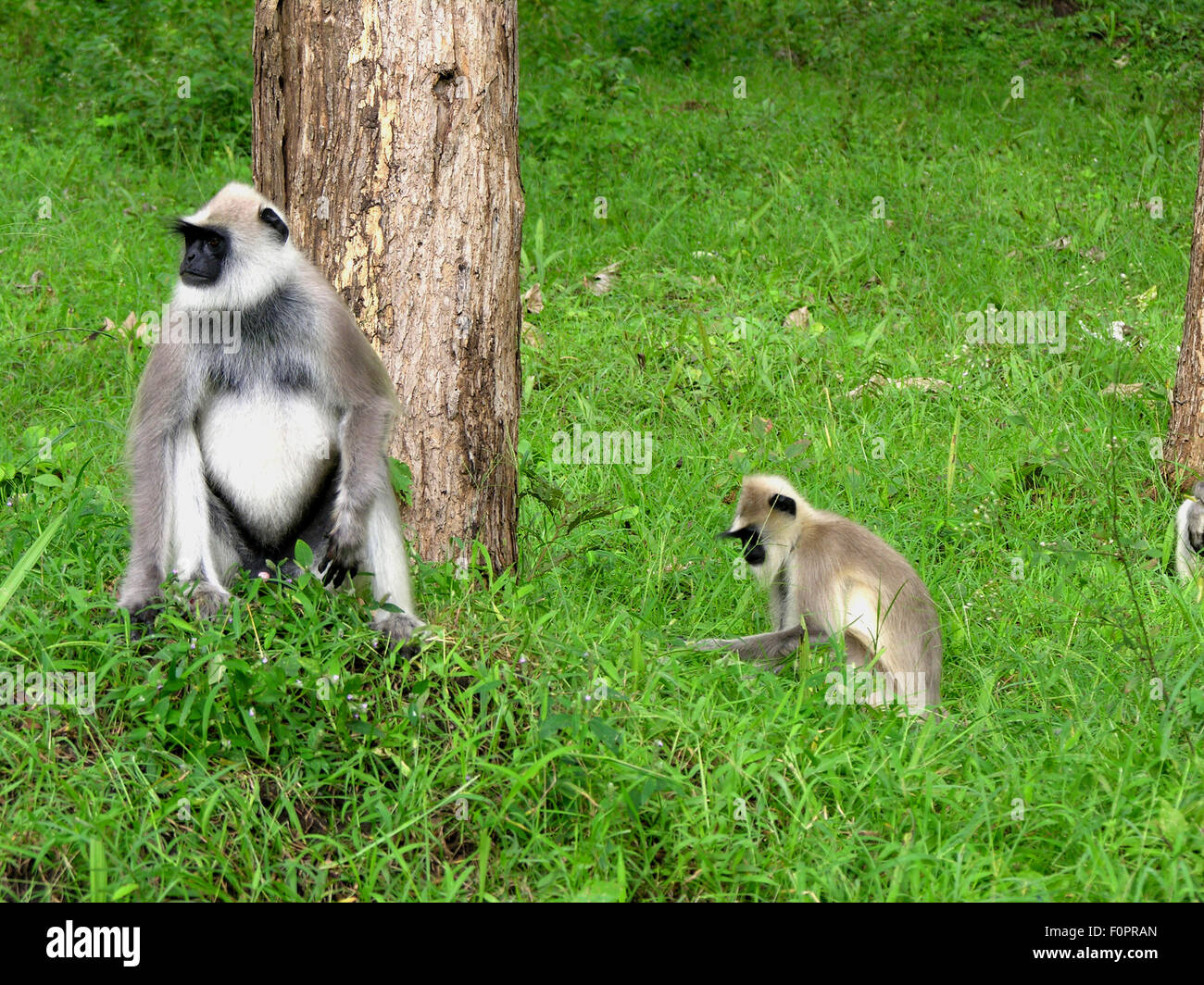 Baby vervet monkeys hand hi-res stock photography and images - Alamy