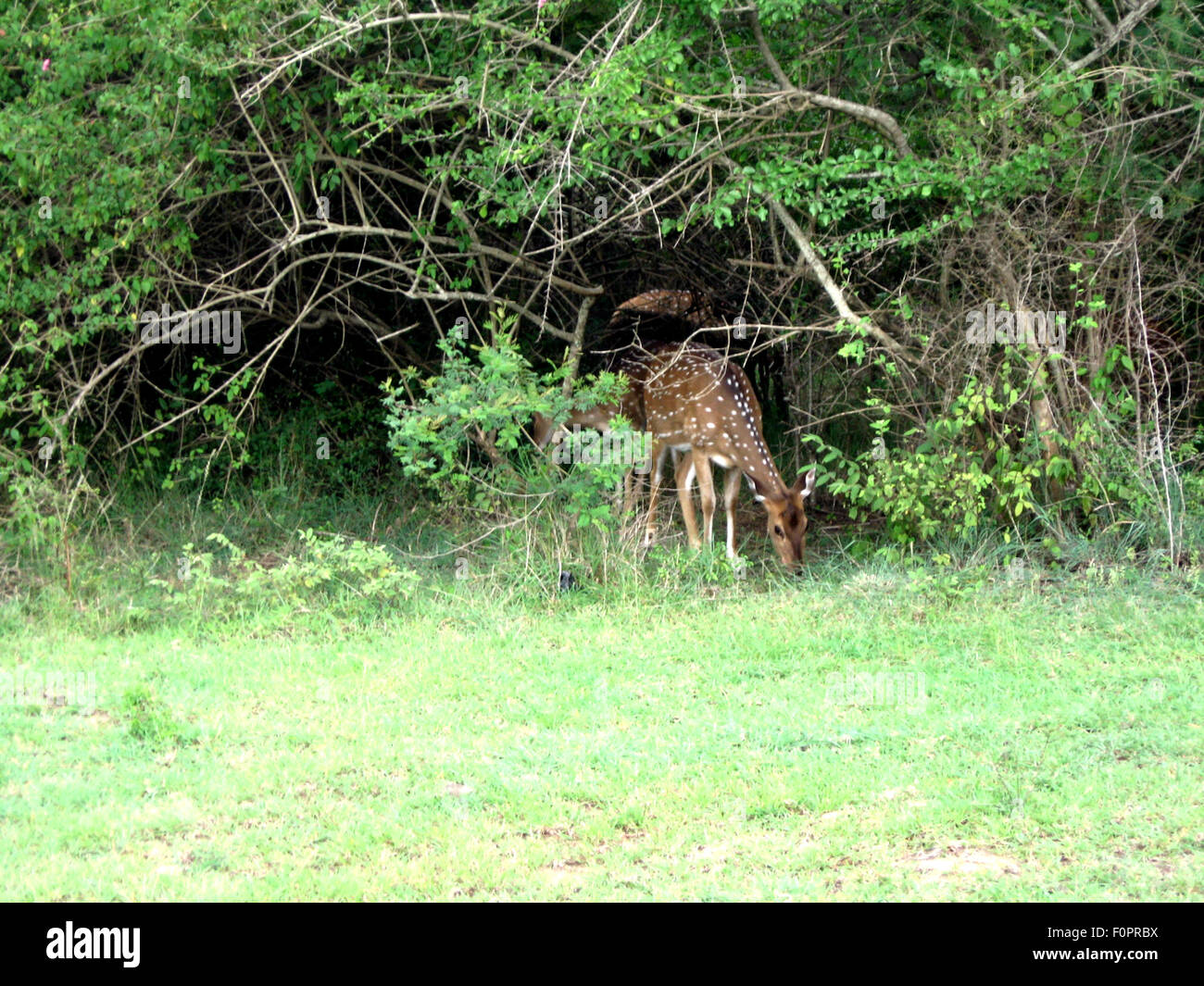 Spotted fallow deers Stock Photo - Alamy