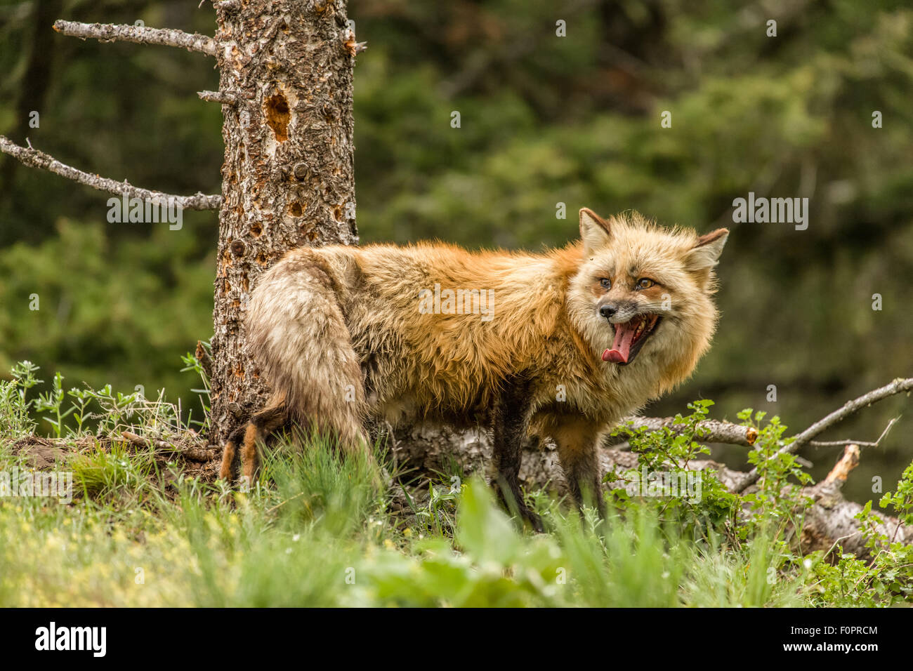 Red fox panting hi-res stock photography and images - Alamy
