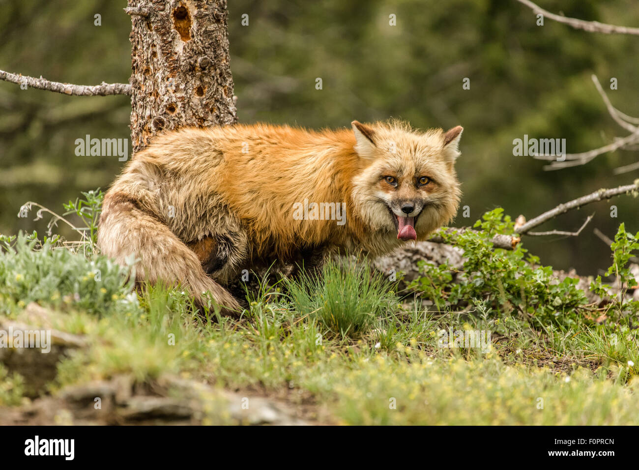 Red fox in the forest High Resolution Stock Photography and Images - Alamy