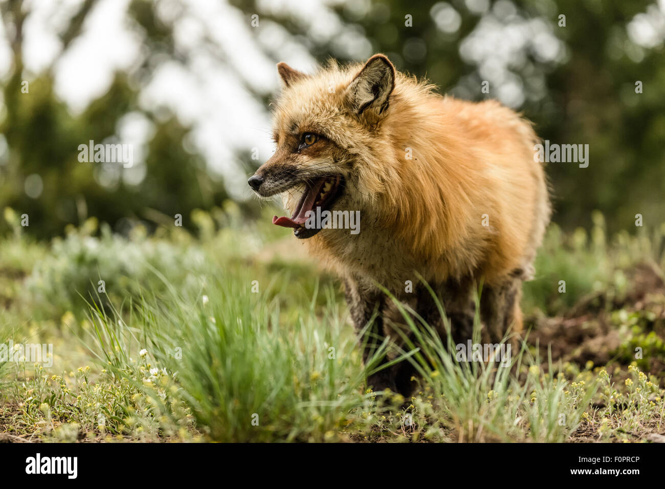 Adult red fox hi-res stock photography and images - Alamy