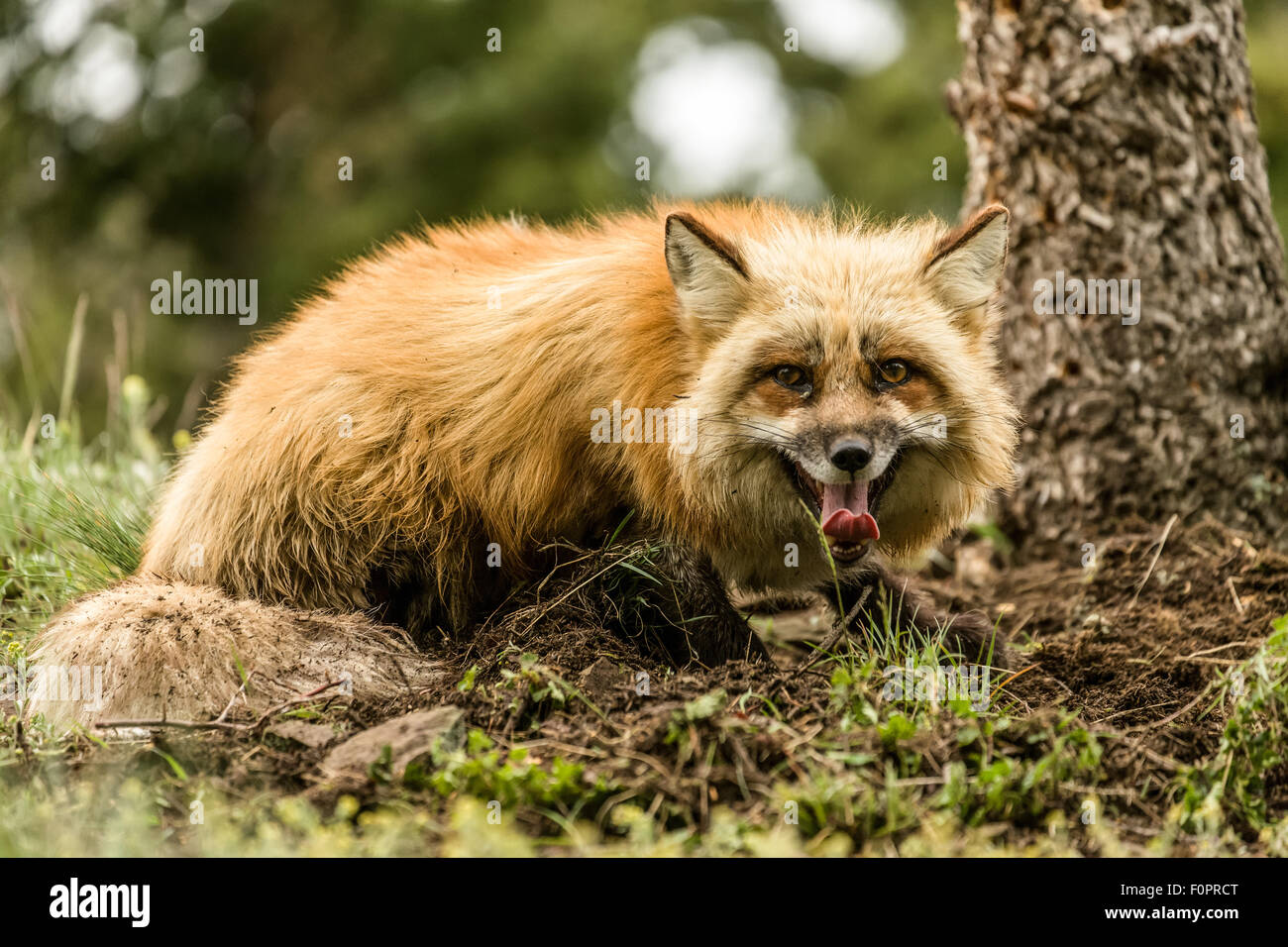 Cautious animals hi-res stock photography and images - Alamy