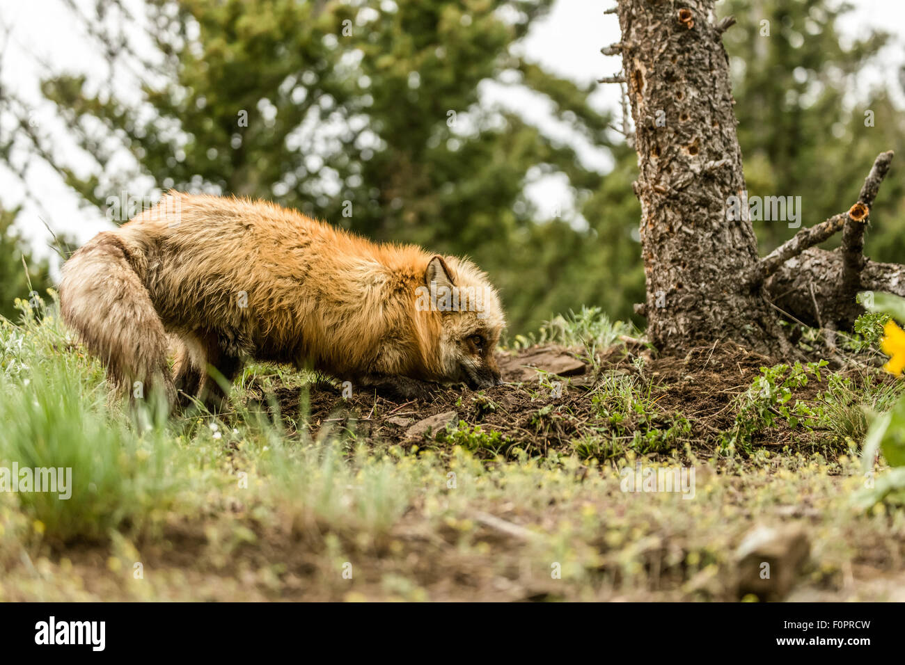 Fox digging into dirt hi-res stock photography and images - Alamy