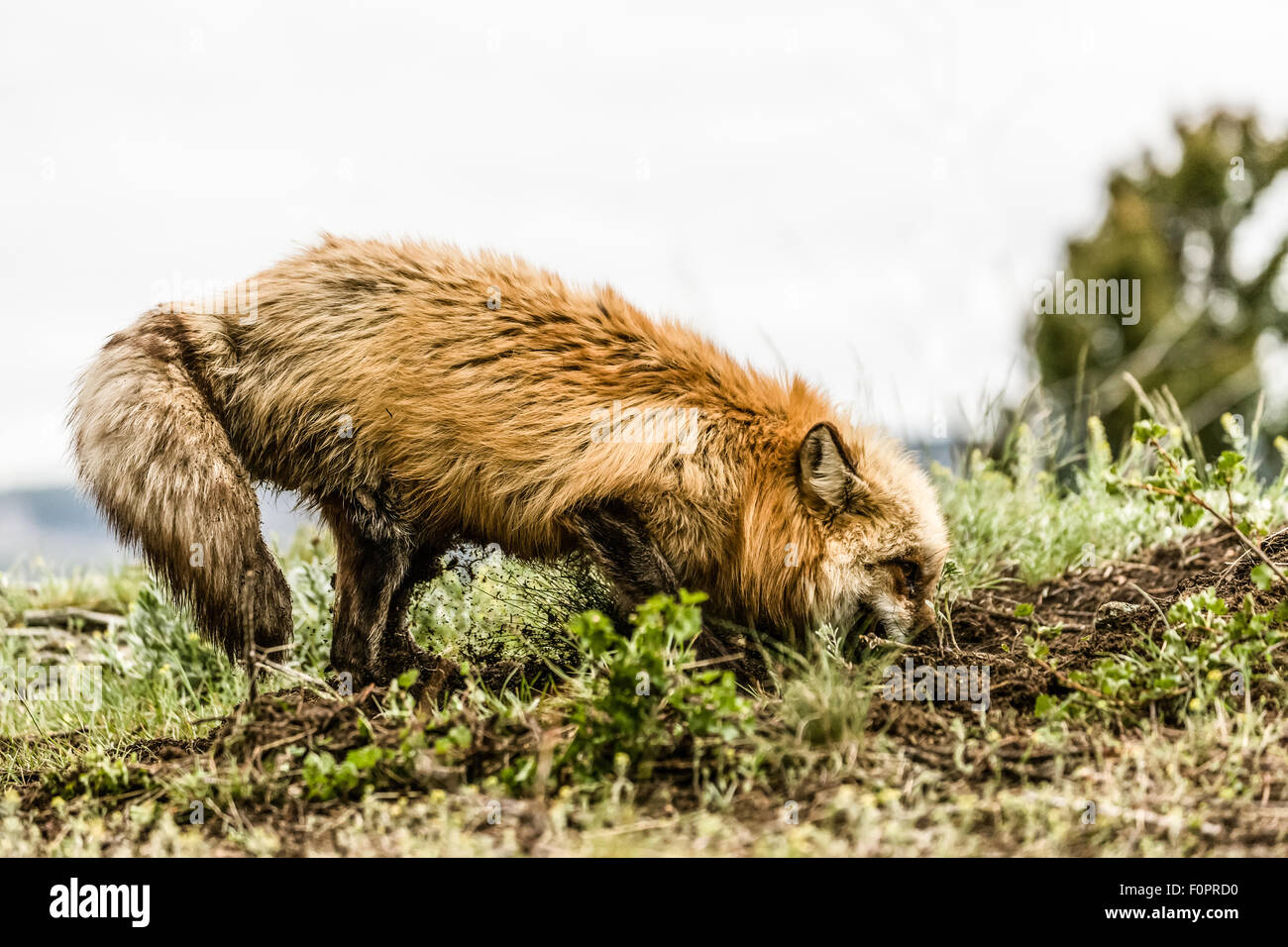 Adult Red Fox digging an indentation in the dirt to sit in which will ...