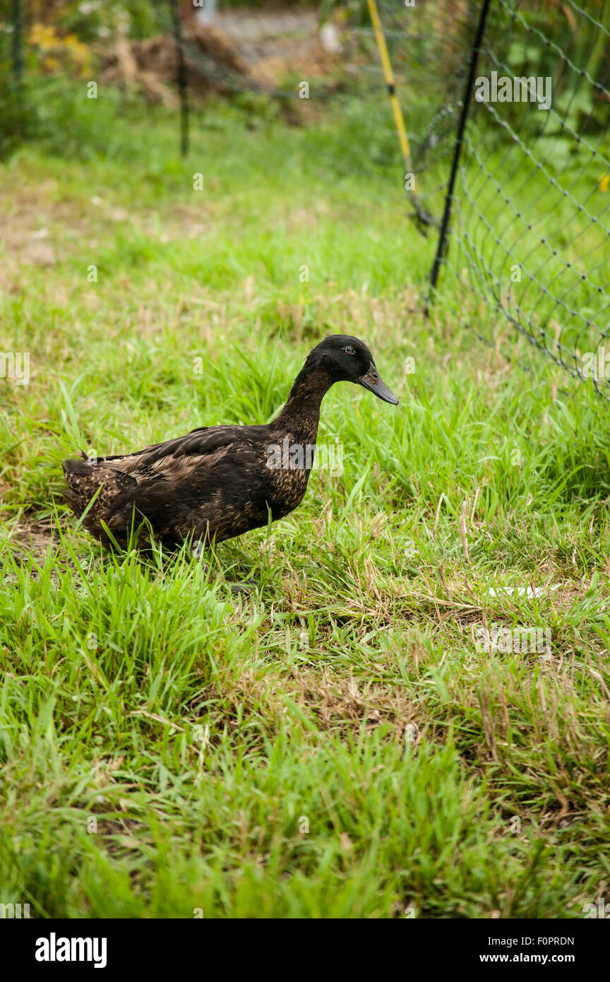 Chocolate Runner duck at a small urban farm in Carnation, Washington ...