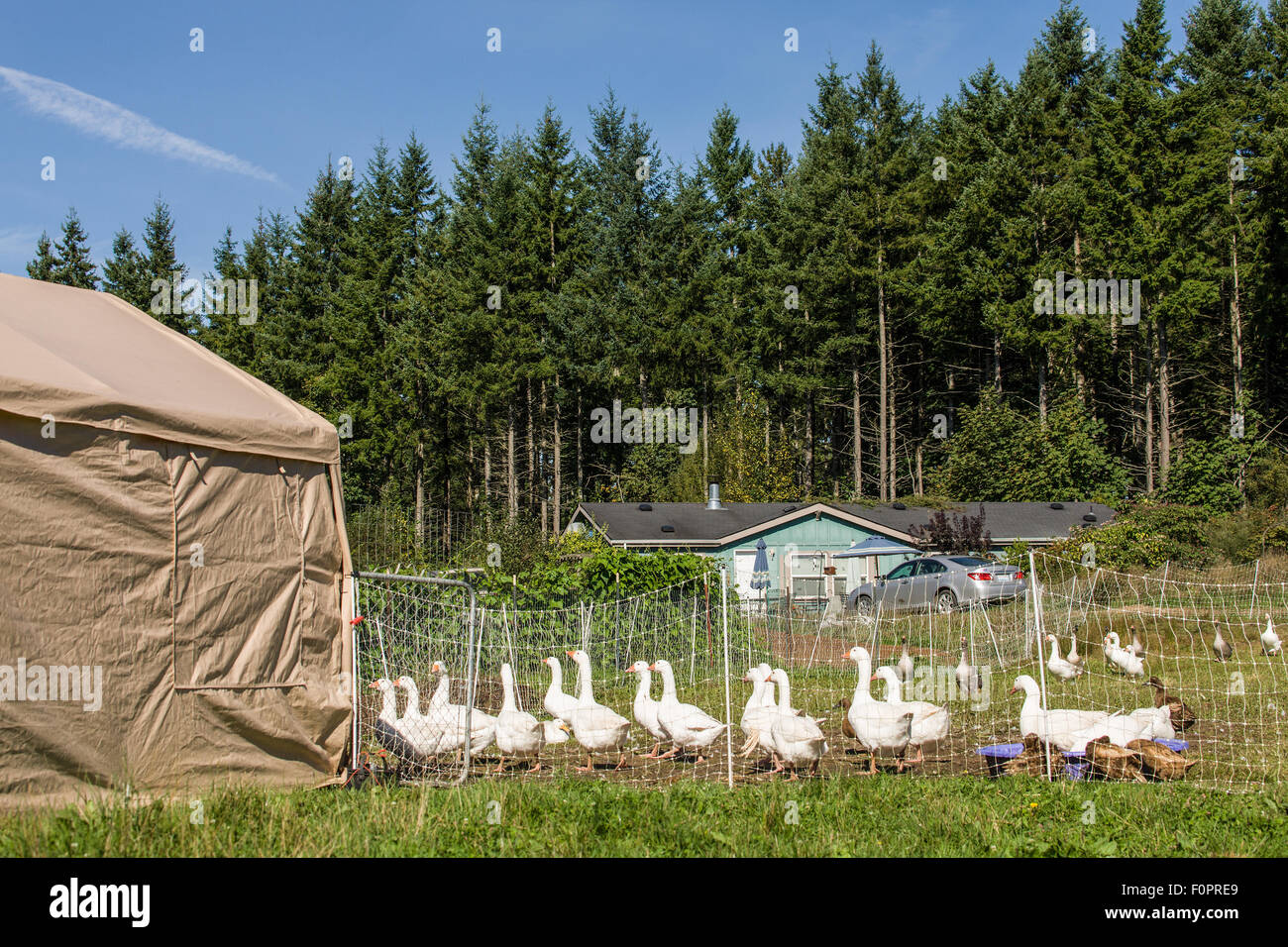 Emden geese and Campbell ducks going into their poultry shelter to get ...