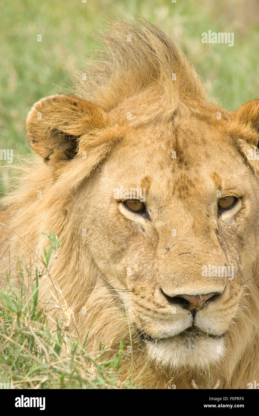 Self confidence and cat hi-res stock photography and images - Alamy