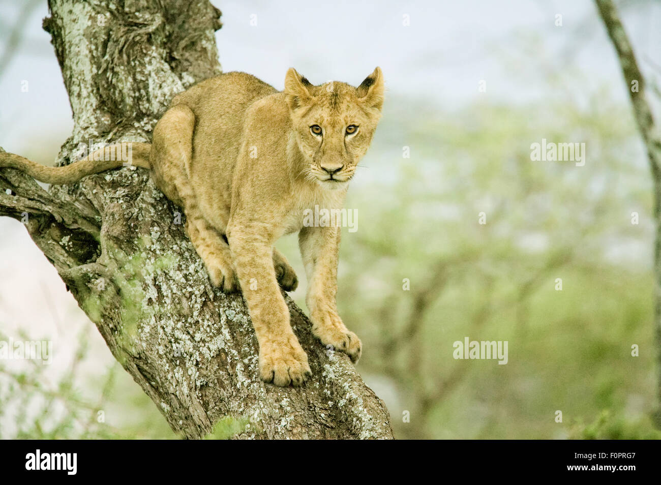 Lioness in a tree in the Serengeti area of Tanzania, Africa Stock Photo ...
