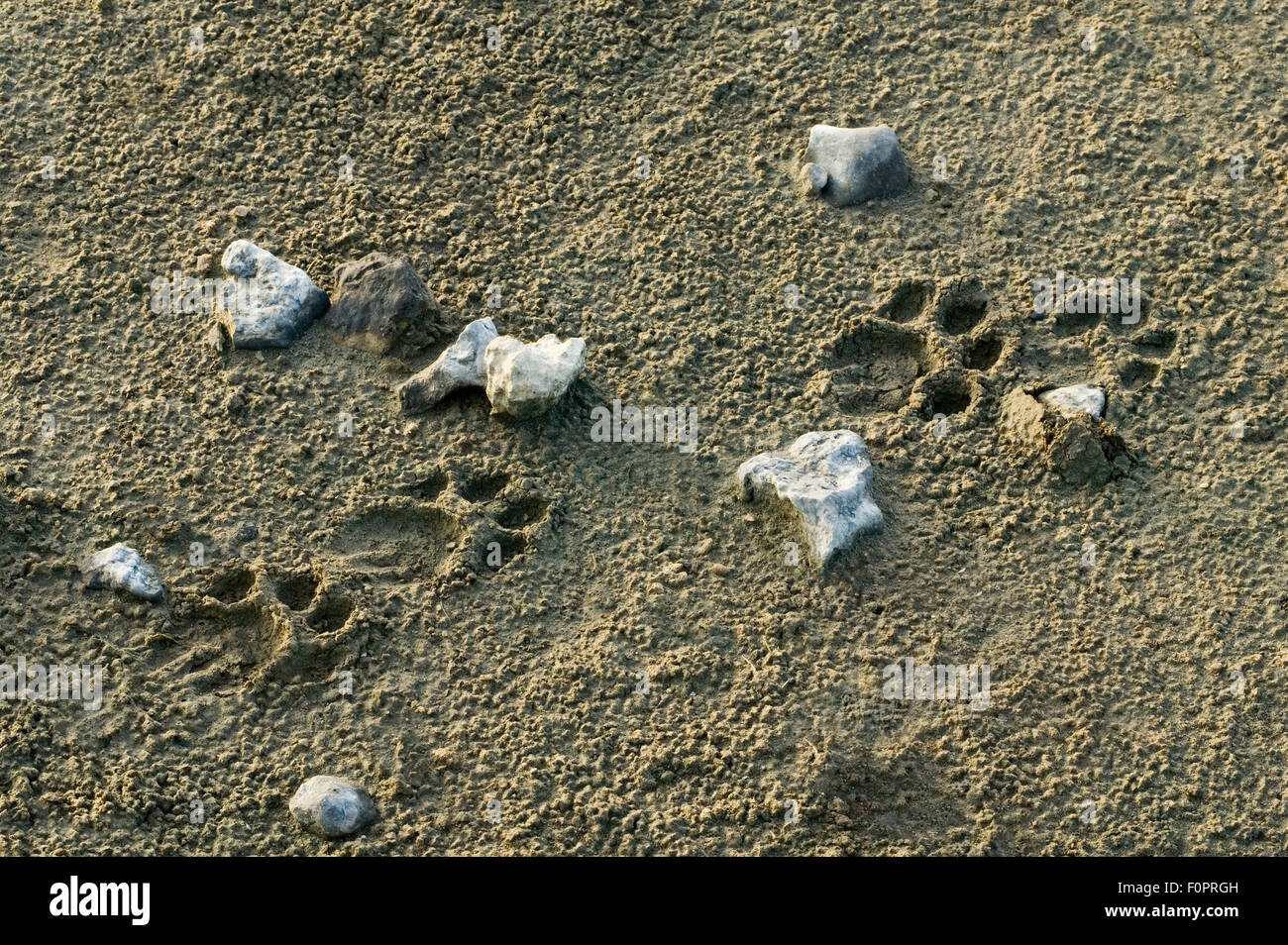 Lion footprints on the beach in the Serengeti area of Tanzania, Africa ...