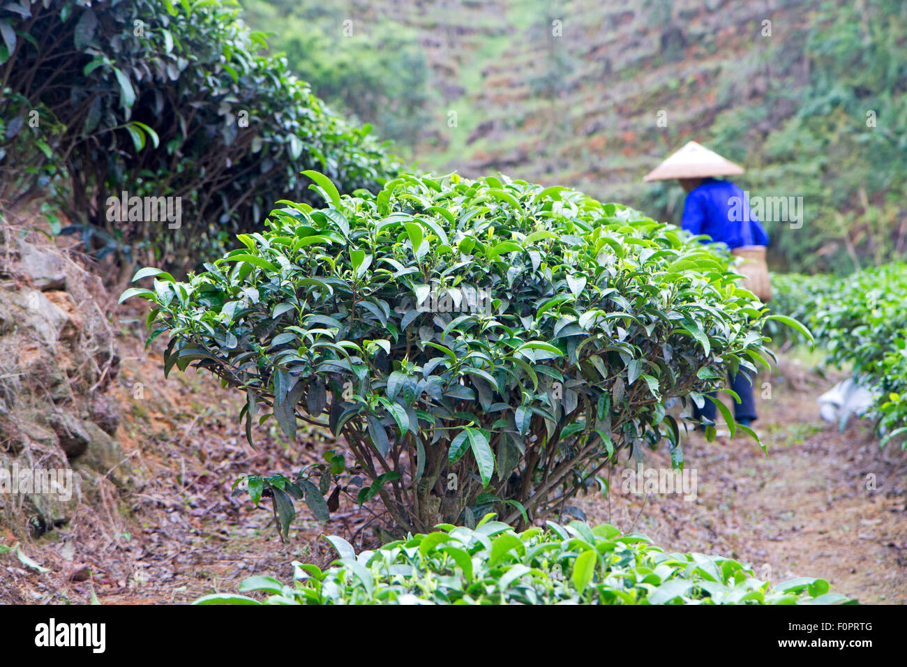 Tea picker in China's Guizhou province Stock Photo - Alamy