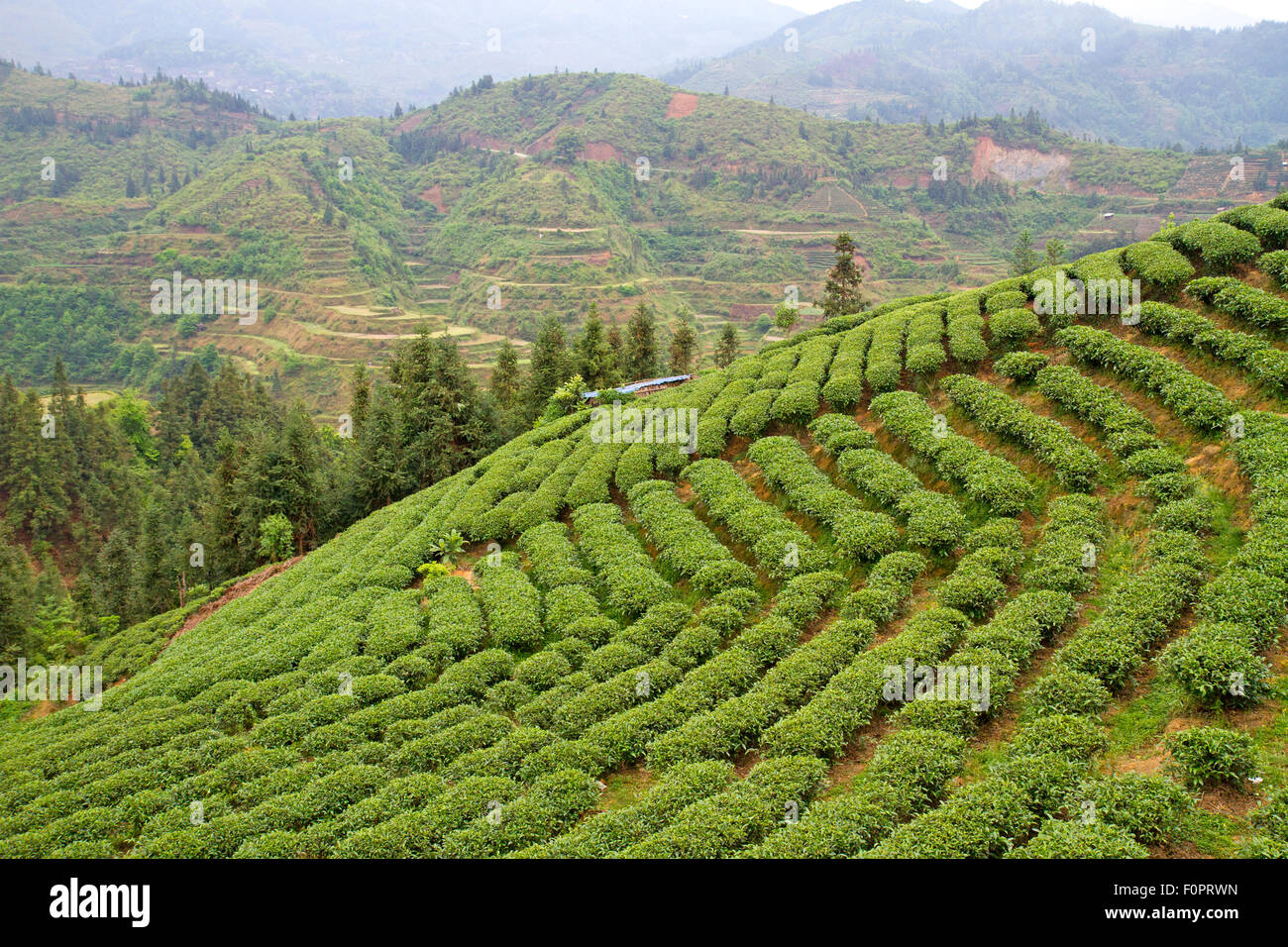 Tea field in the mountains of Guizhou province Stock Photo - Alamy