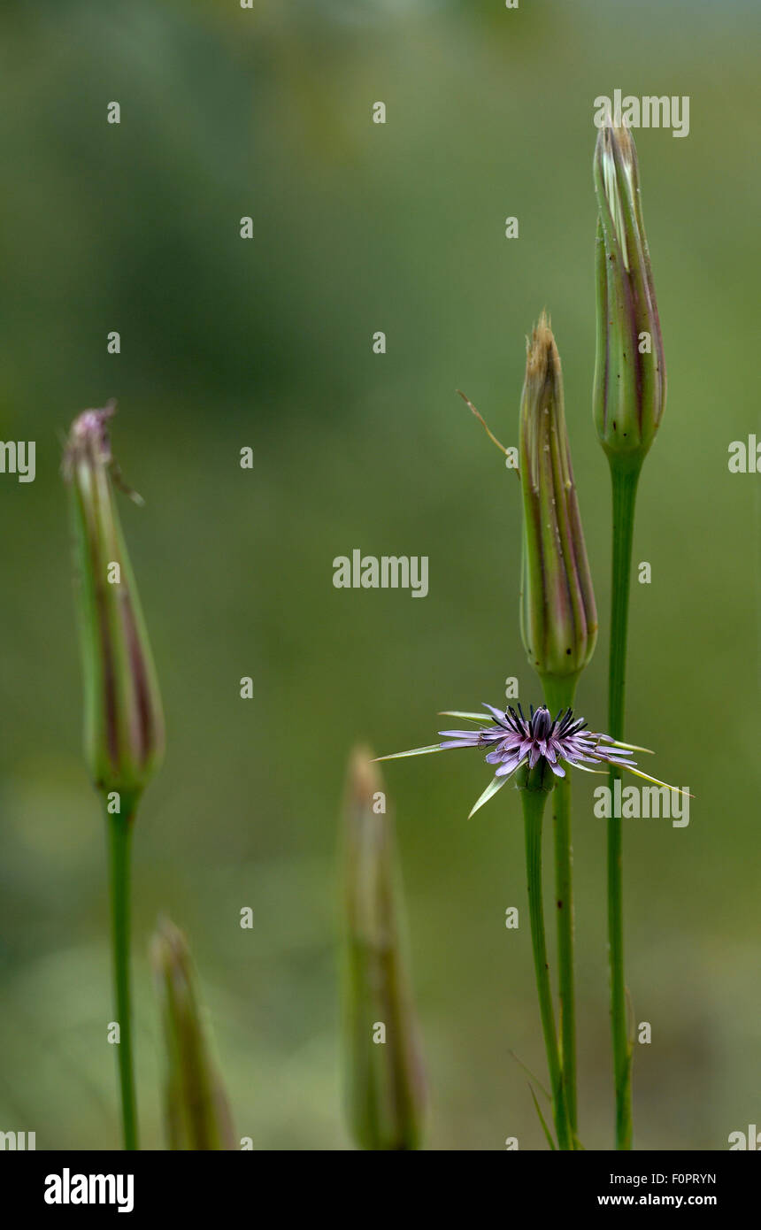 Purple flowers of cyprus hi-res stock photography and images - Alamy