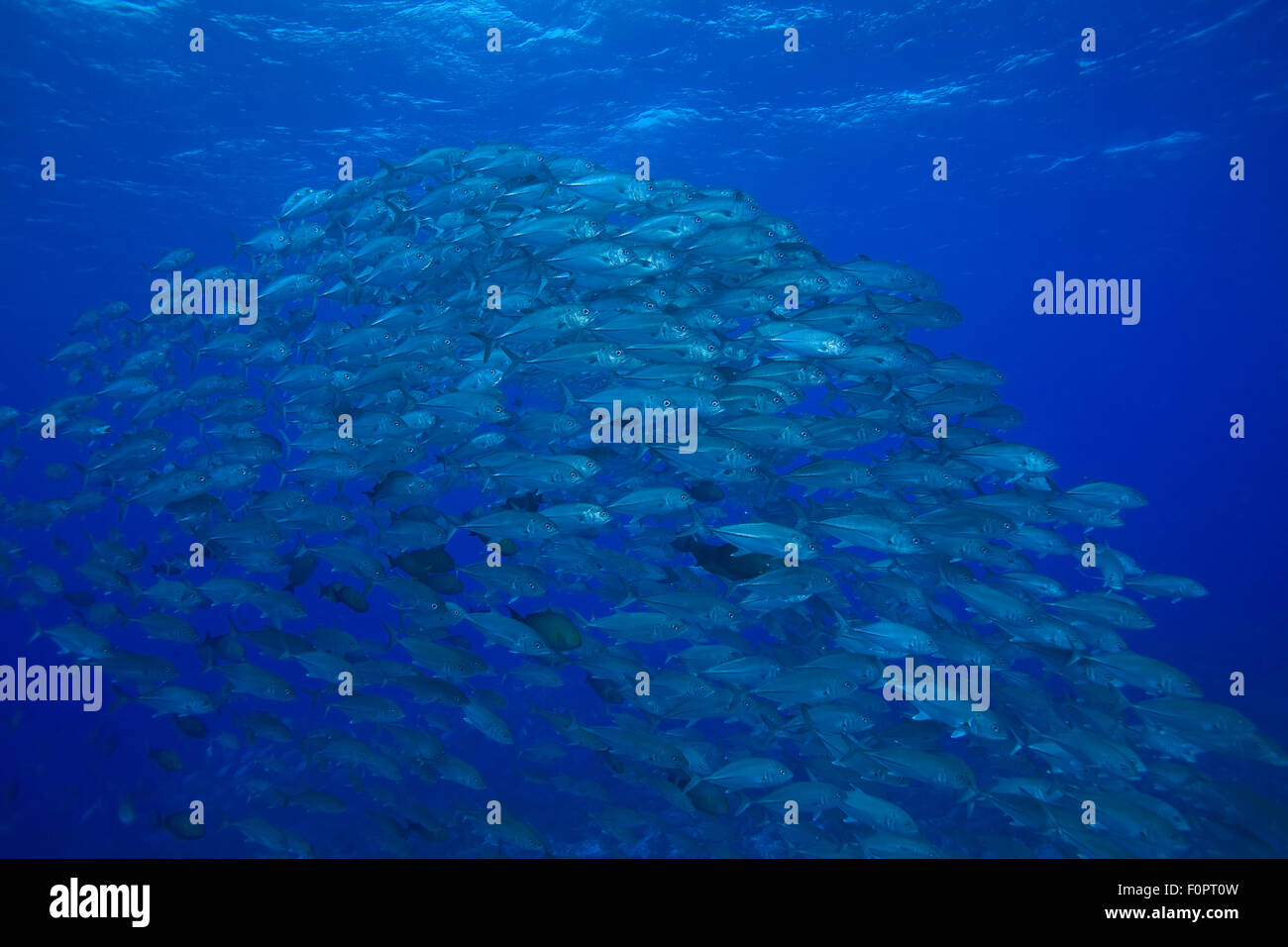 Yellow Jackfish High Resolution Stock Photography and Images - Alamy