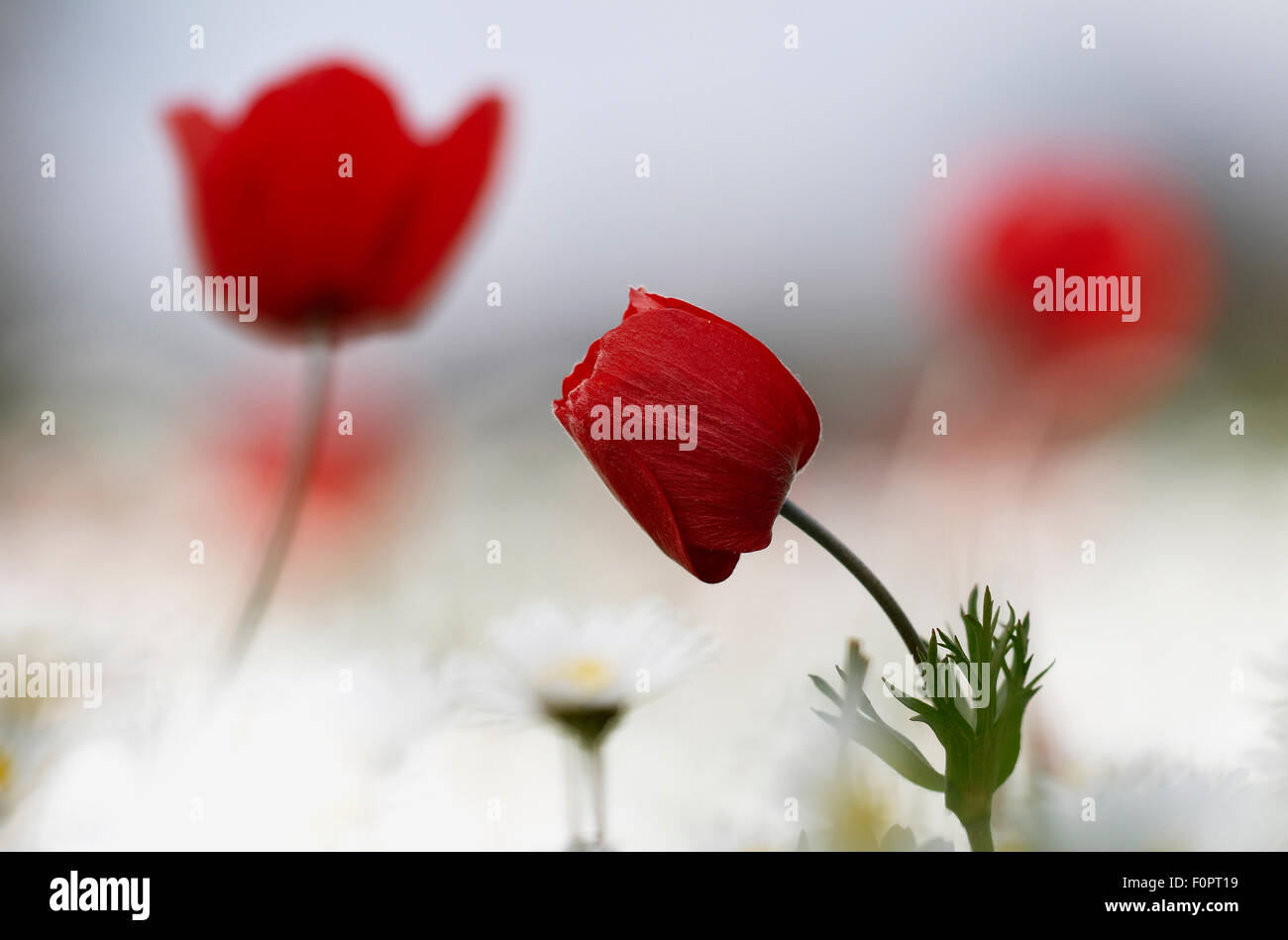 Chamomile and red Poppy anemones (Anemone coronaria) flowering in a ...