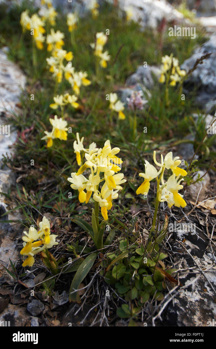 Sparsely-flowering orchids (Orchis pauciflora) flowering, Crete, Greece ...