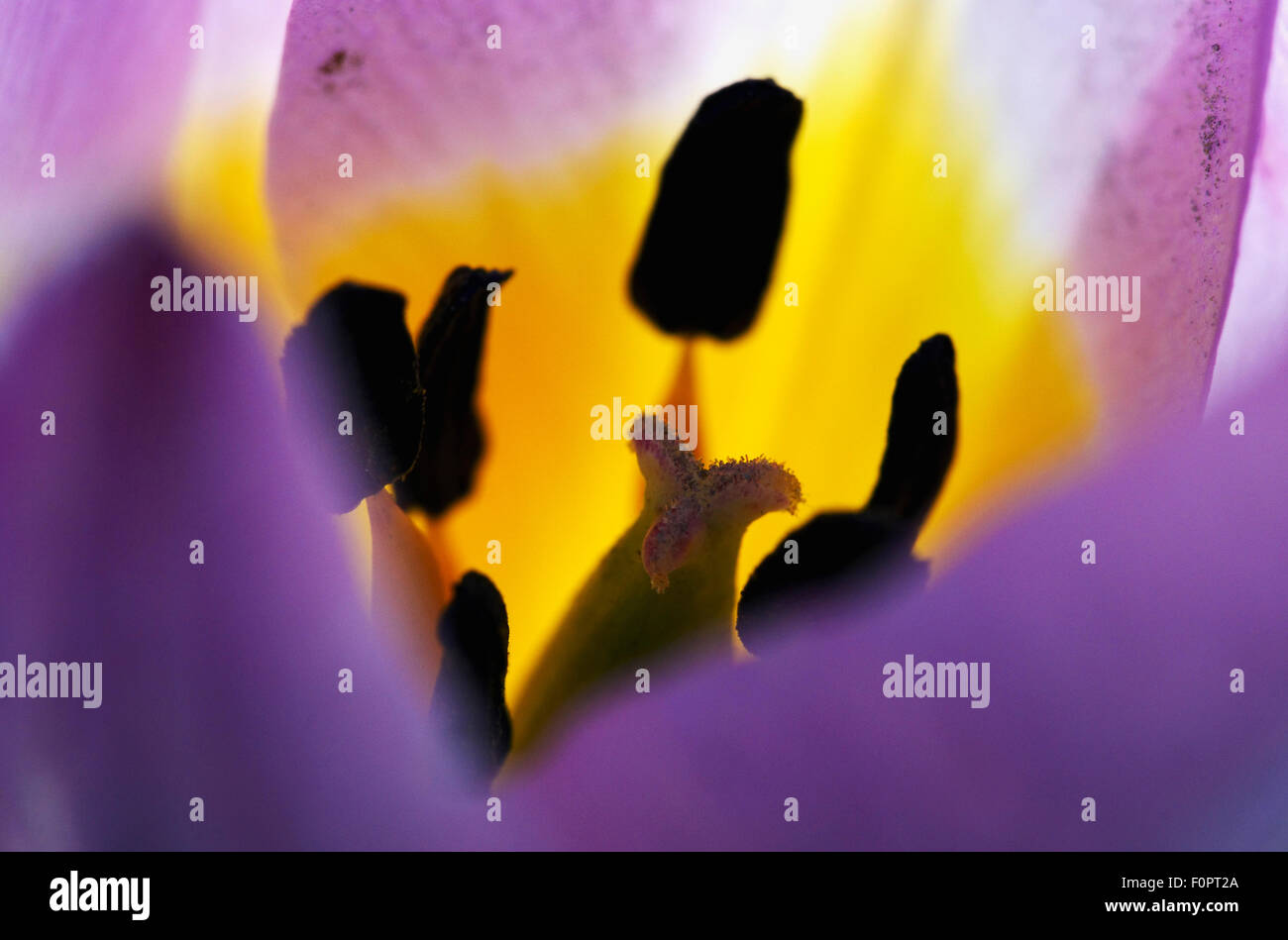 Rock tulip (Tulipa saxatilis) close-up of flower, Katharo, Crete ...